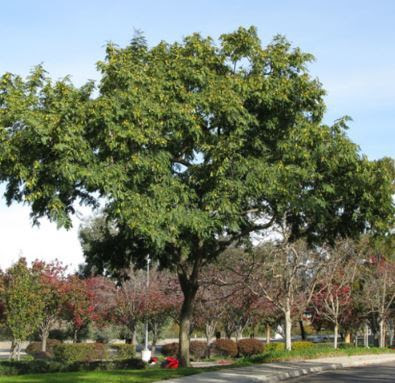 SCVNews.com | Barger Spotlights Availability of Free Parkway Trees ...