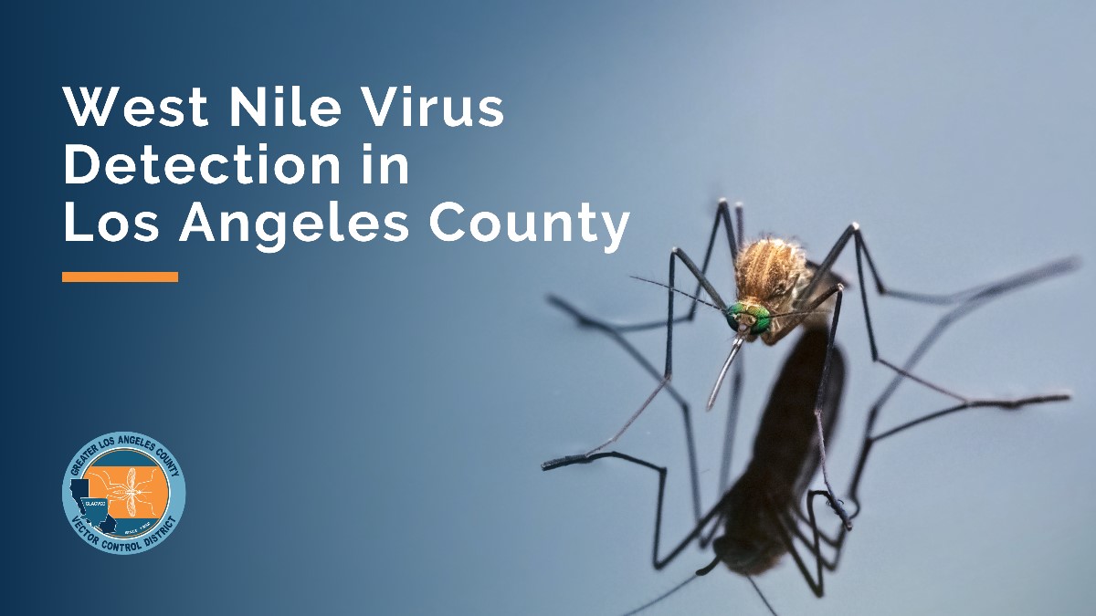 SCVNews.com | West Nile Virus-Positive Mosquitoes Confirmed in Los ...